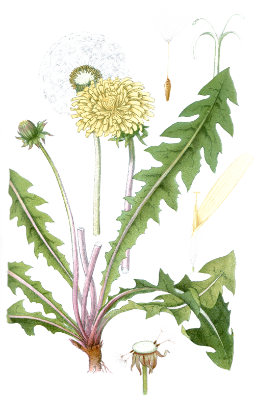 Maskrosen - Linnés UppsalaLinnés Uppsala